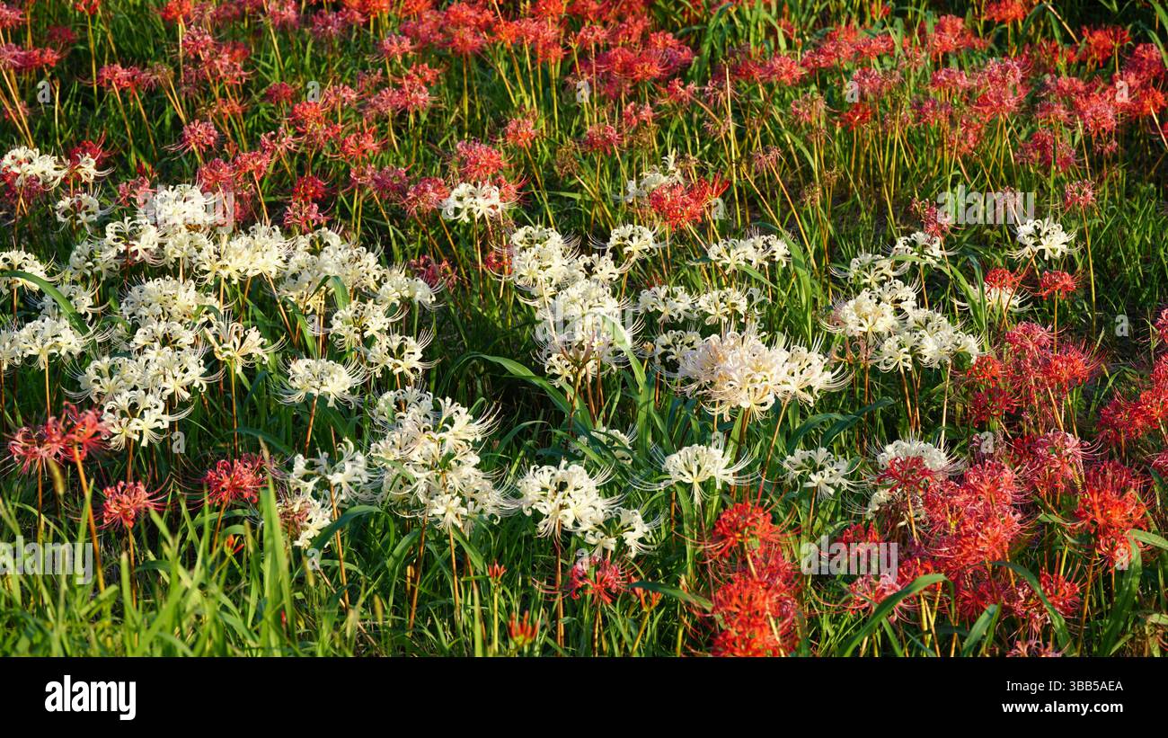 Red Spider Lily (Higanbana) — Japan’s Autumn Bloom Stock Photo - Alamy