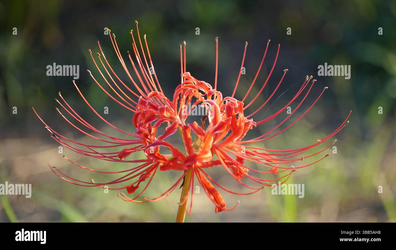 Red Spider Lily (Higanbana) — Japan’s Autumn Bloom Stock Photo - Alamy