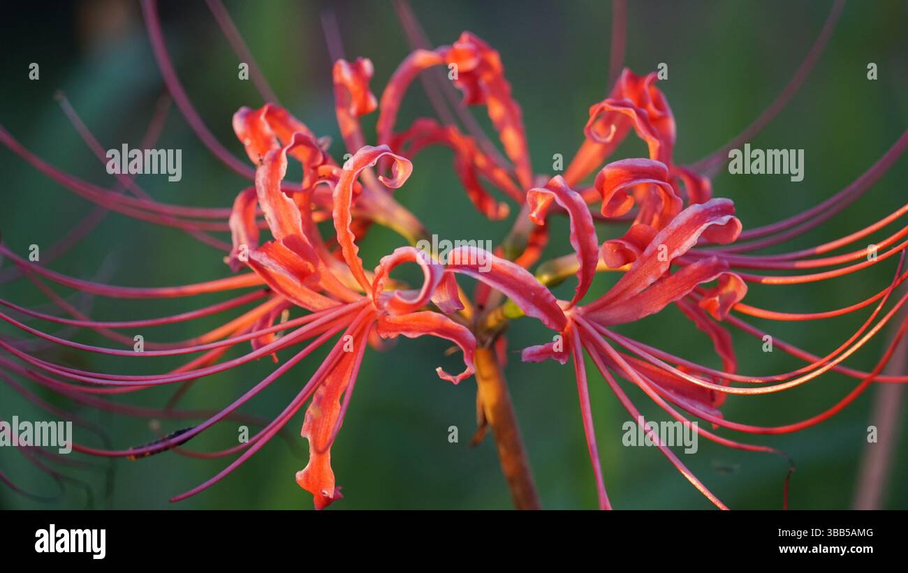 Red Spider Lily (Higanbana) — Japan’s Autumn Bloom Stock Photo - Alamy