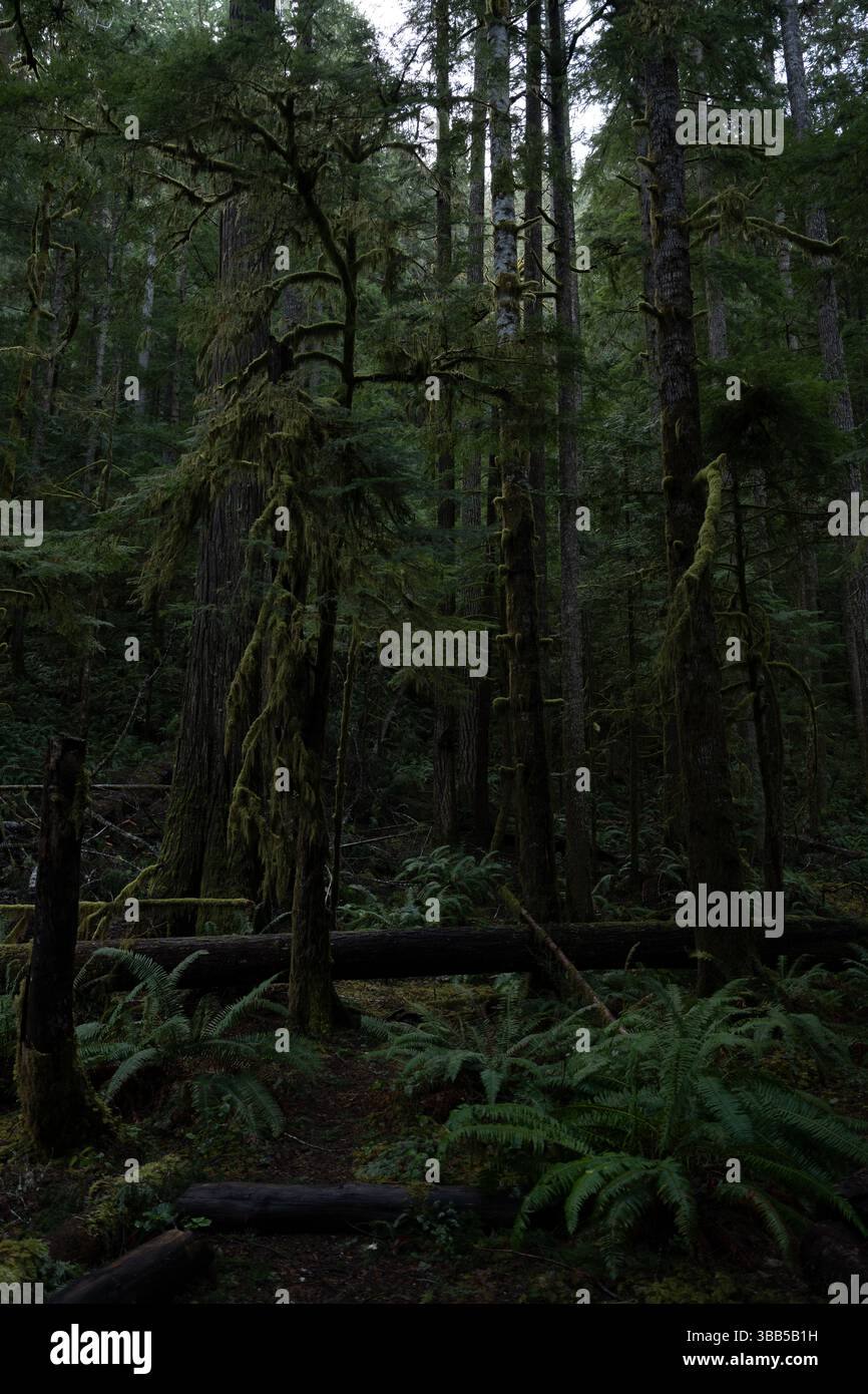 A dimly lit scene deep in the heart of Olympic National Park, where ...