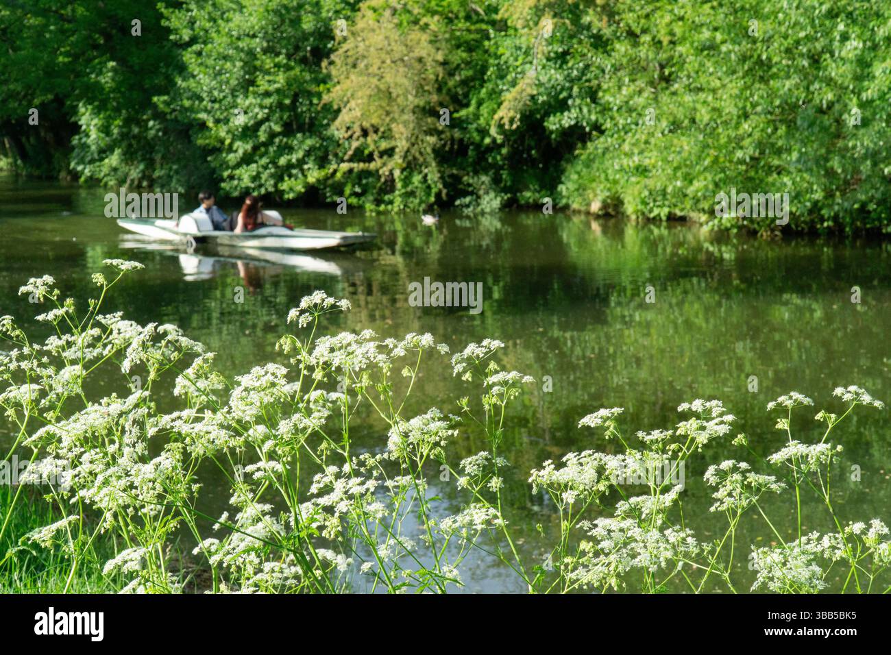 UK weather, 14 May 2025: In the city of Oxford stands of frothy white ...