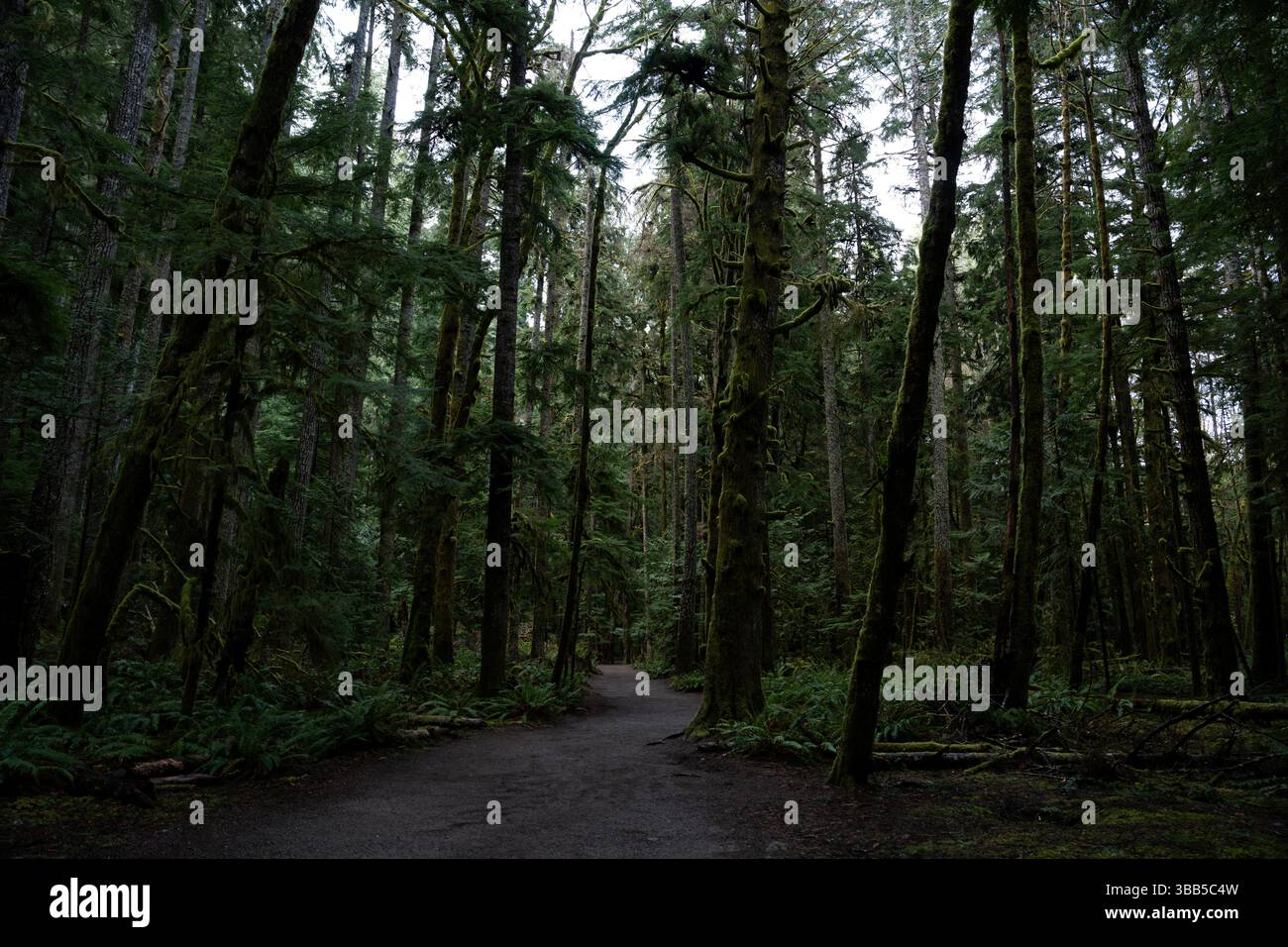 A quiet, winding path cuts through the lush Olympic rainforest ...