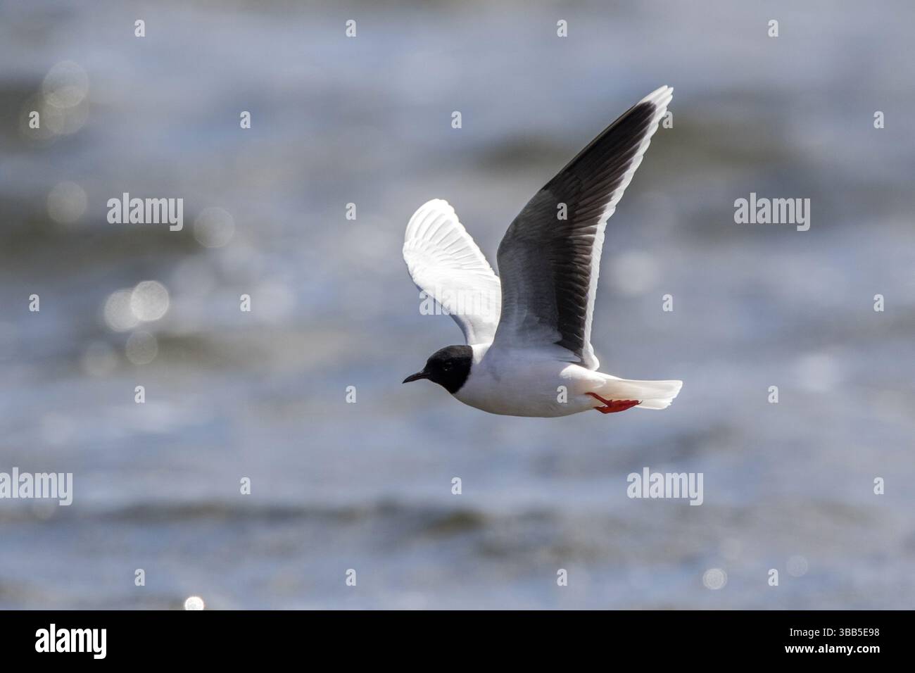 Little Gull (Hydrocoloeus minutus) flying, Romania, Europe Stock Photo ...