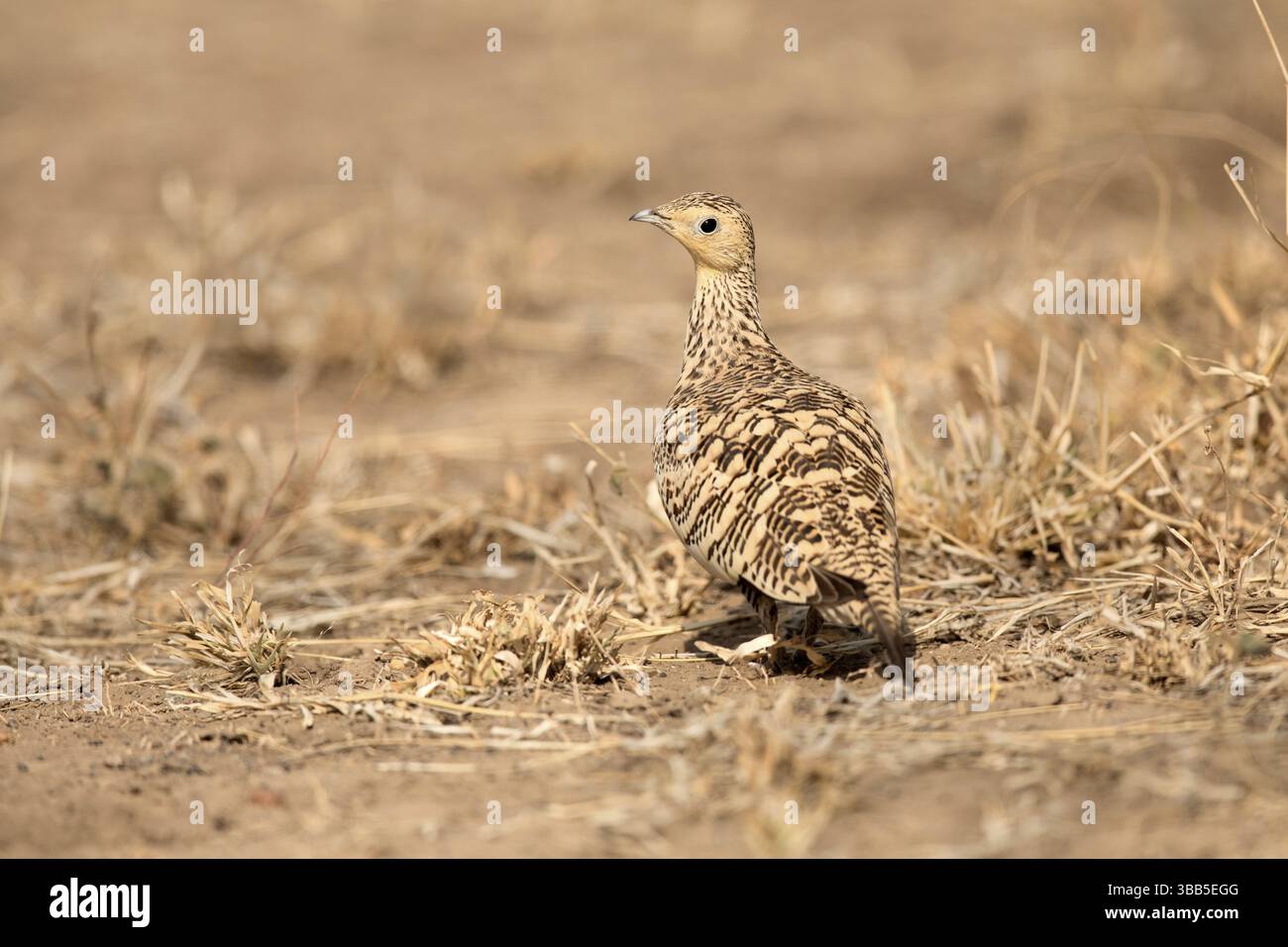 Chestnut-bellied Sandgrouse (Pterocles exustus), Aledeghi National Park ...