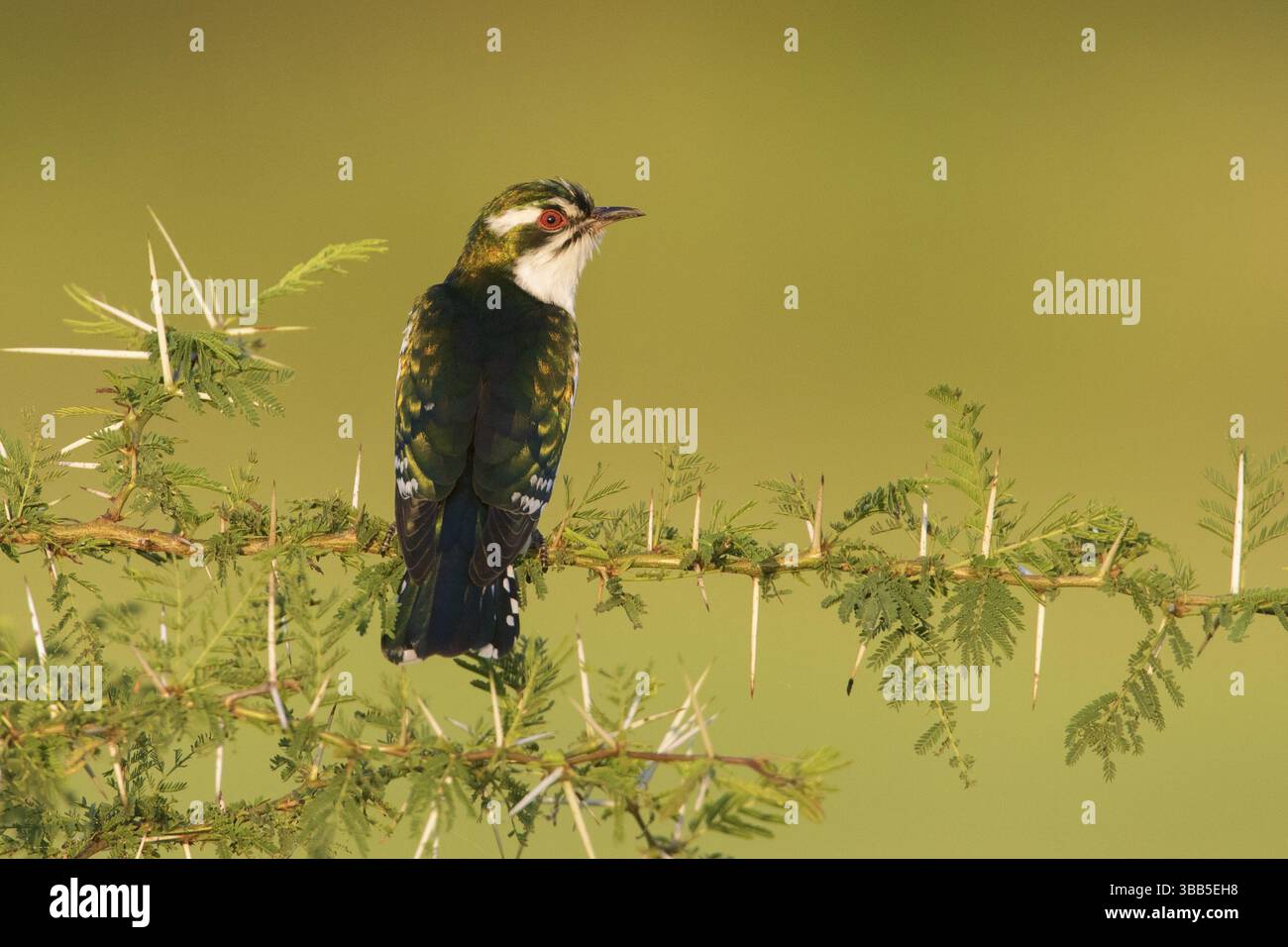 Diederik cuckoos hi-res stock photography and images - Alamy