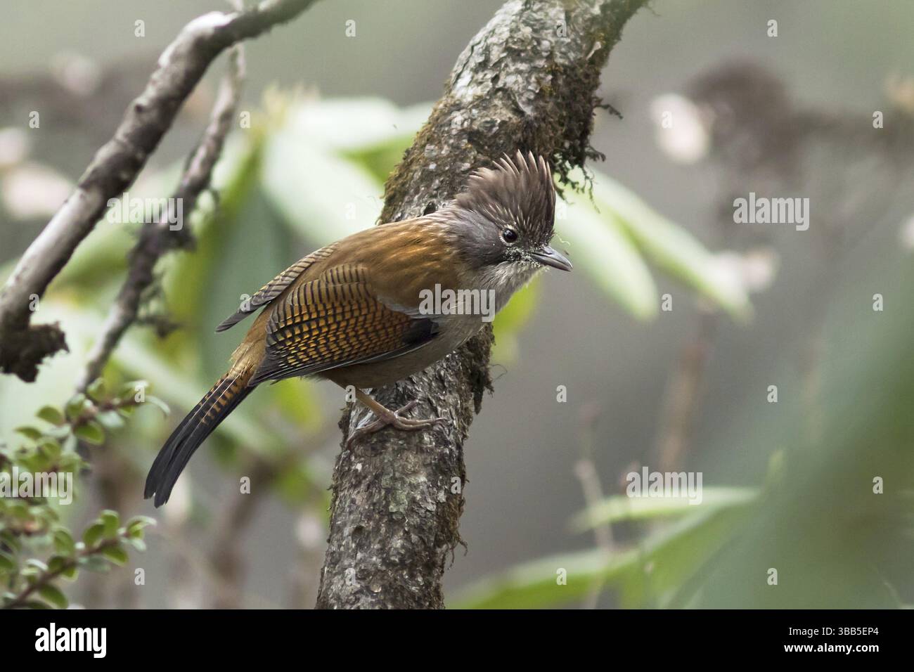 Hoary-throated Barwing (Actinodura nipalensis), West Bengal, India ...
