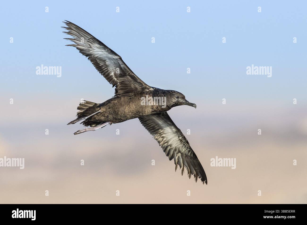 Sooty Shearwater (Ardenna grisea) flying, Eilat, Israel, Asia Stock ...