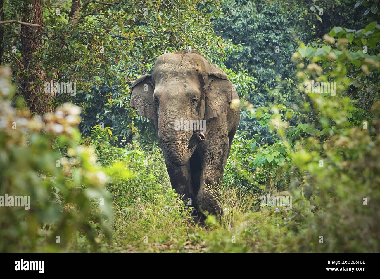 Asian Elephant (Elephas maximus) tuskless male feeding in rainforest ...