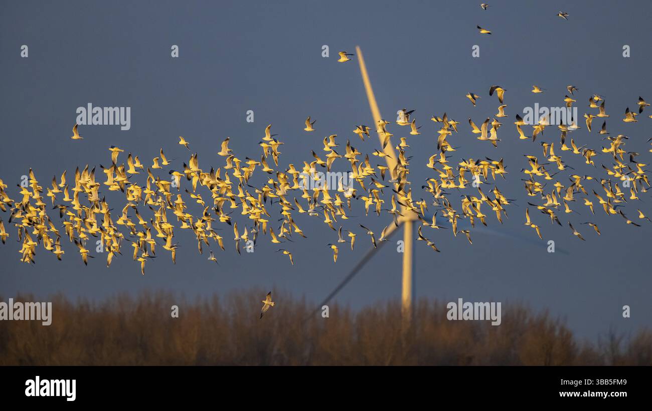 Black-headed Gull (Chroicocephalus ridibundus) large group in flight ...