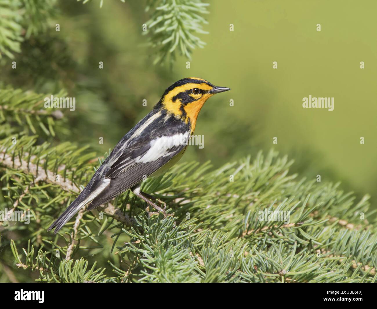 A male Blackburnian Warbler (Setophaga fusca) in a spruce tree at Emma ...