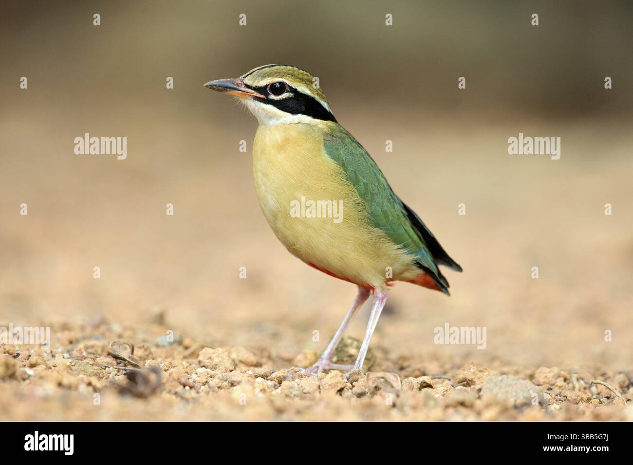 Indian Pitta (Pitta brachyura) perched on the ground, Kerala, India, Asia Stock Photo - Alamy