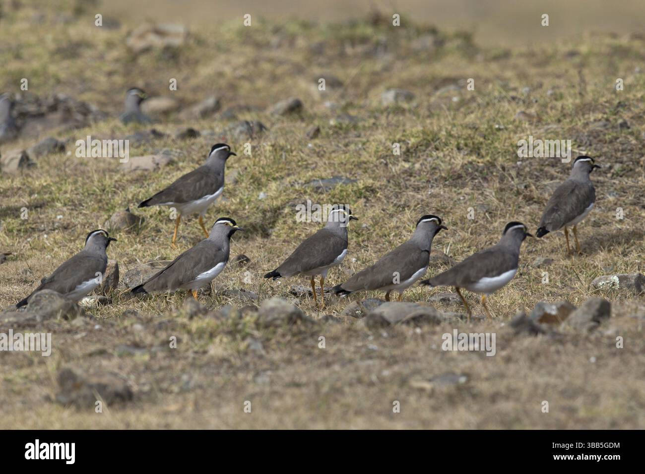 Spot-breasted Lapwing (Vanellus melanocephalus) group, Bale Mountains National Park, Ethiopia ...