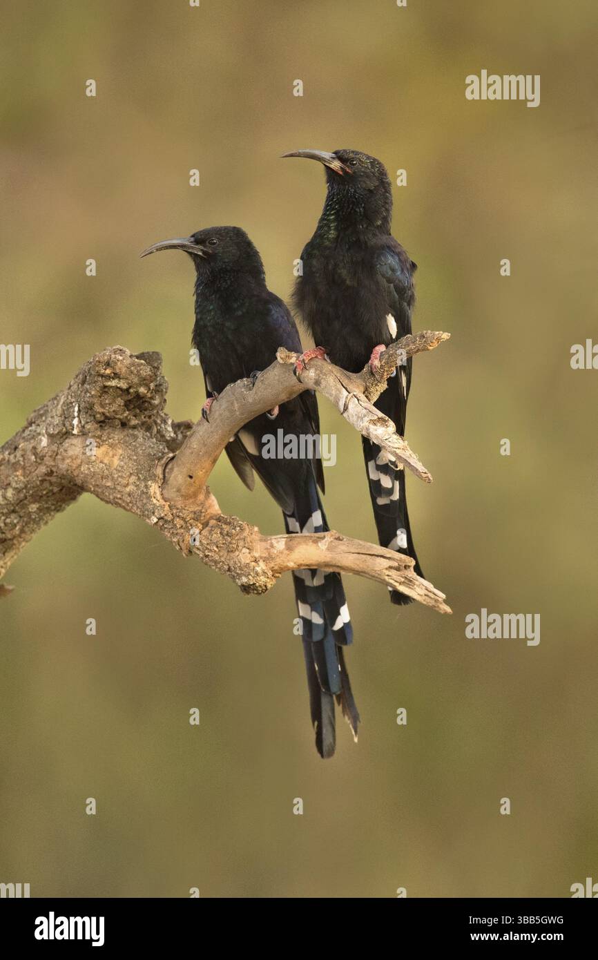 Black-billed Wood Hoopoe (Phoeniculus somaliensis), Lake Langano ...