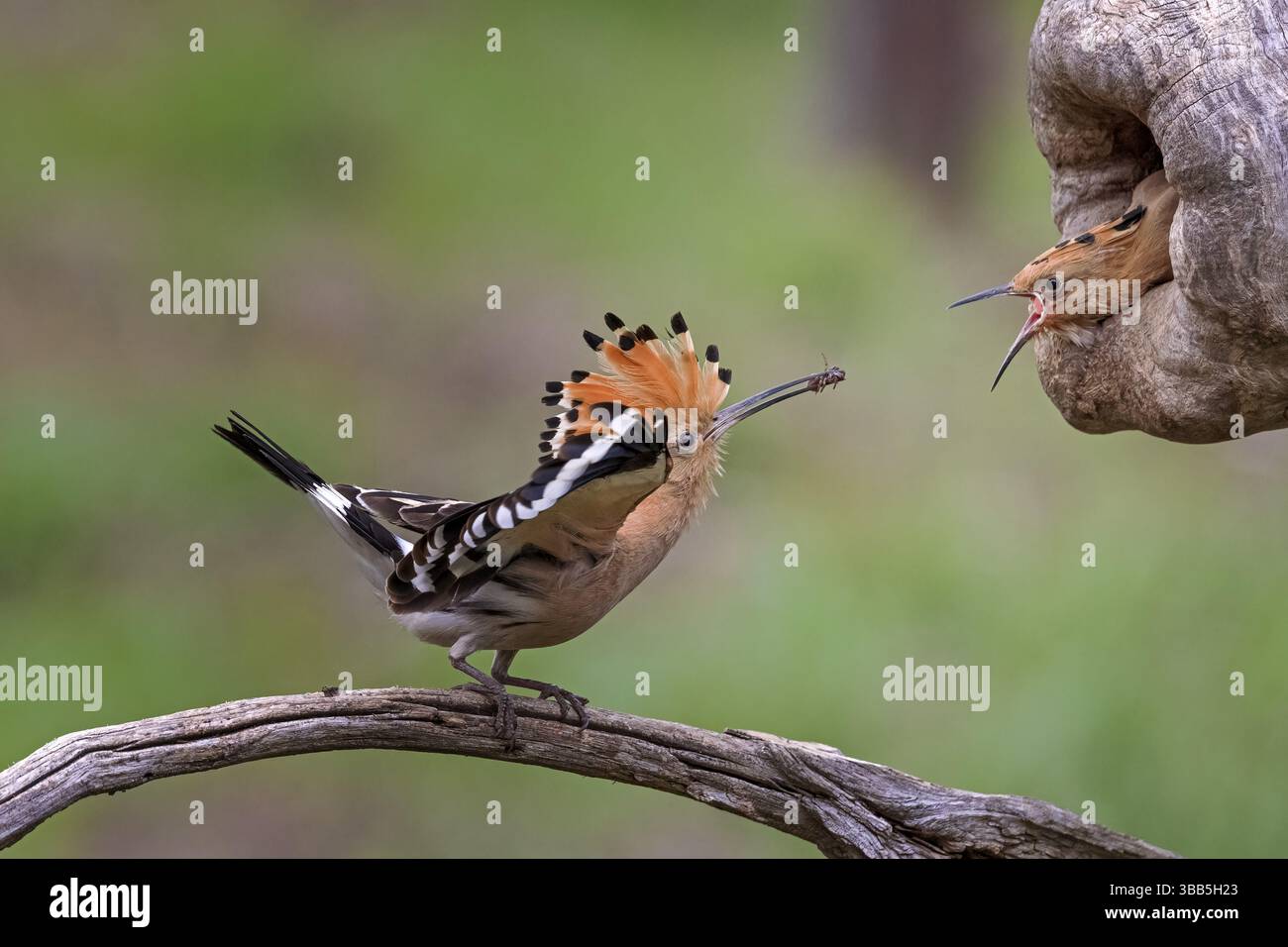 Eurasian Hoopoe (Upupa epops) feeding chick in breeding cavity, Saxony ...