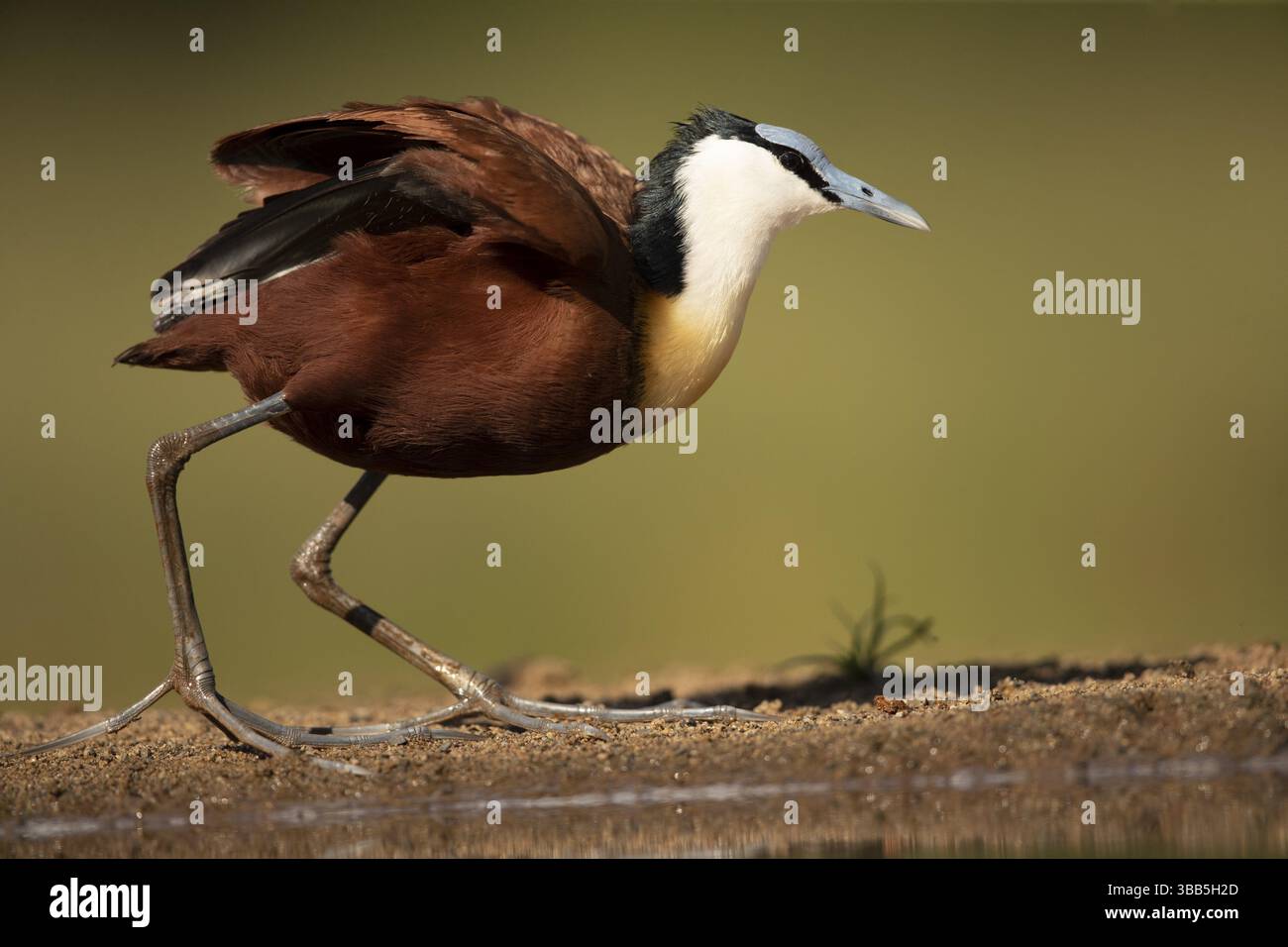African Jacana (Actophilornis africanus), South Africa, Africa Stock ...