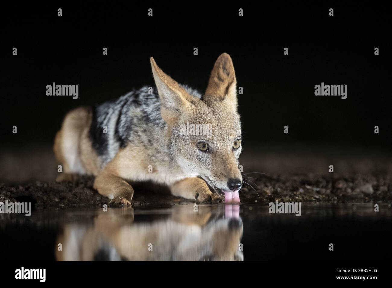 Black-backed Jackal (Canis mesomelas) drinking at waterhole at night ...