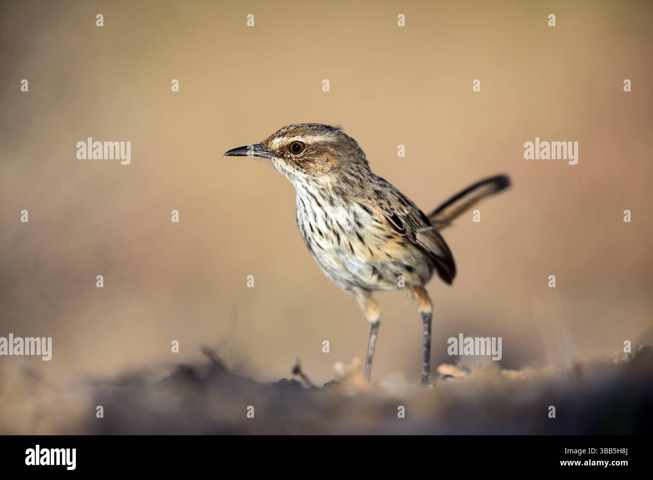 Rufous Fieldwren (Calamanthus campestris), Victoria, Australia, Oceania ...