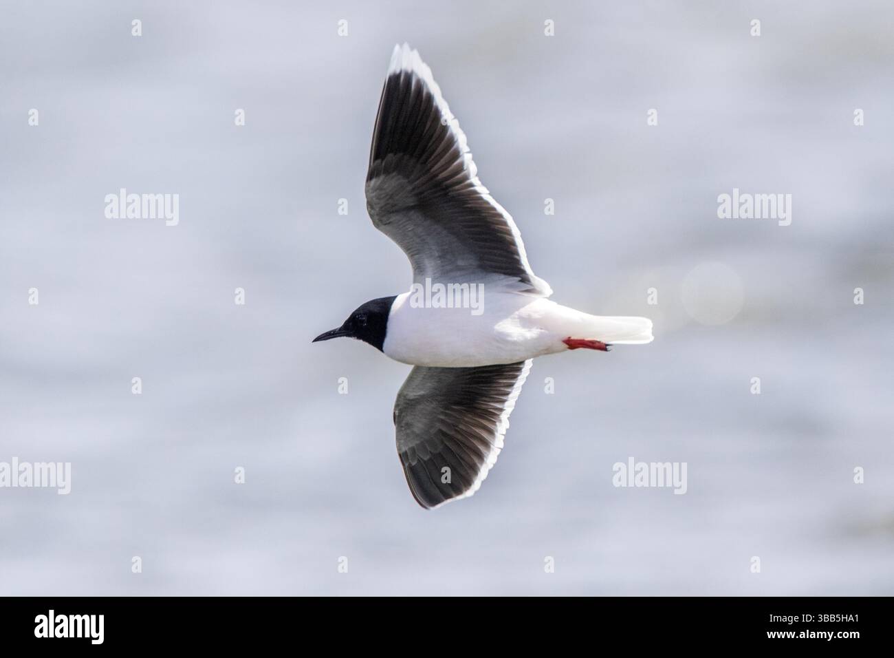 Little Gull (Hydrocoloeus minutus) flying, Romania, Europe Stock Photo ...
