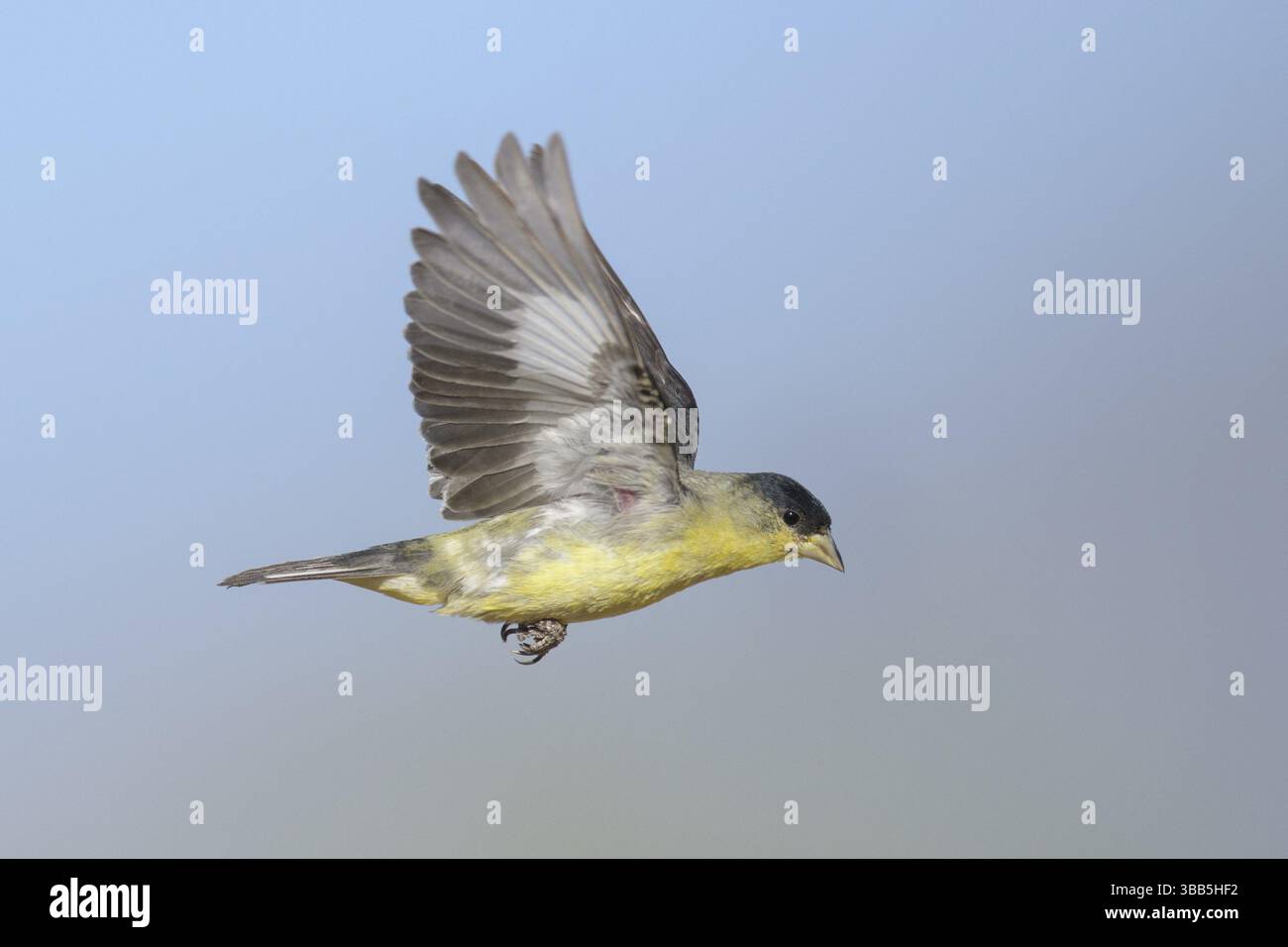 American goldfinch in flight hi-res stock photography and images - Alamy