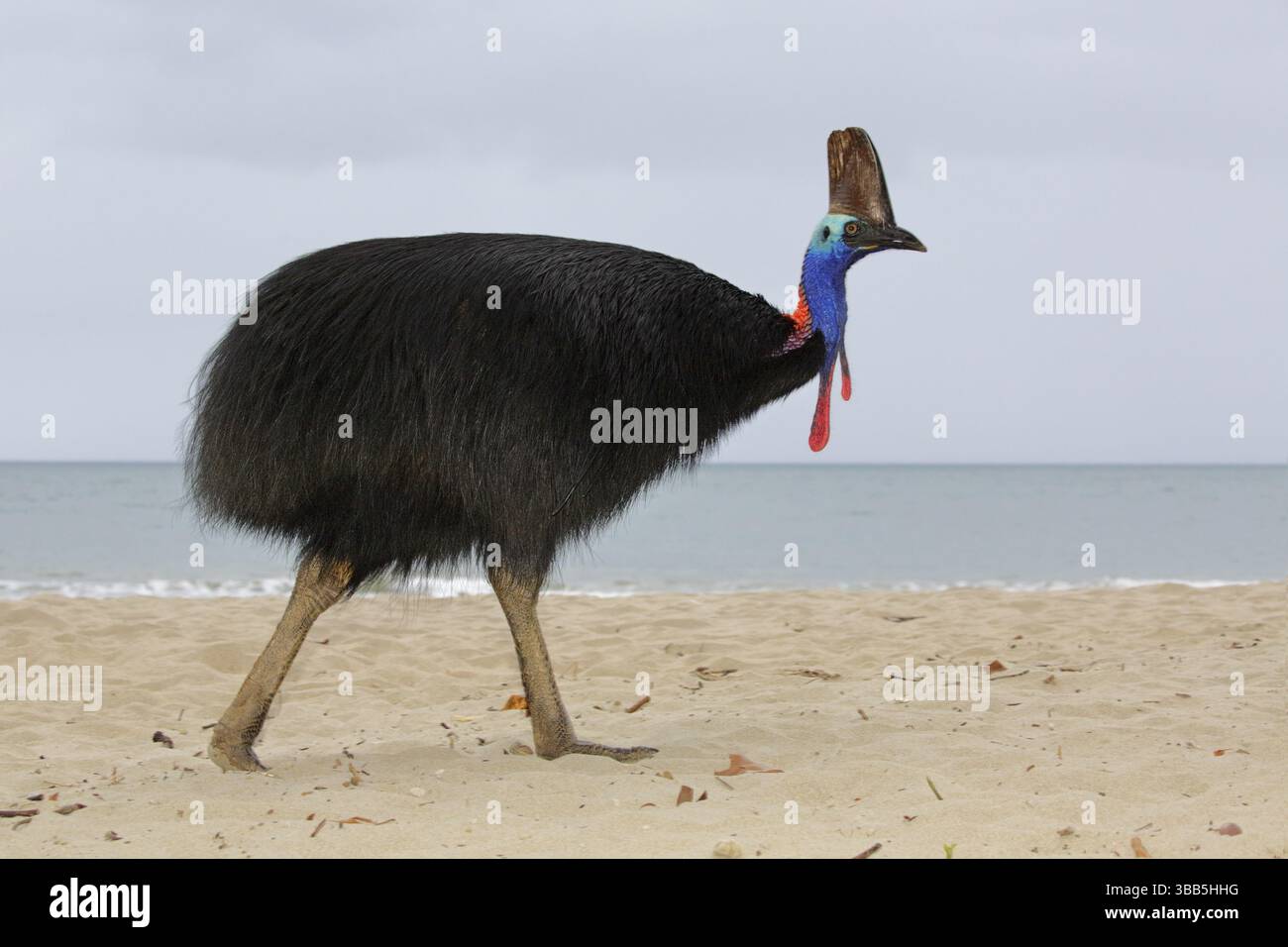 Southern Cassowary (Casuarius casuarius) walking on beach, Queensland ...