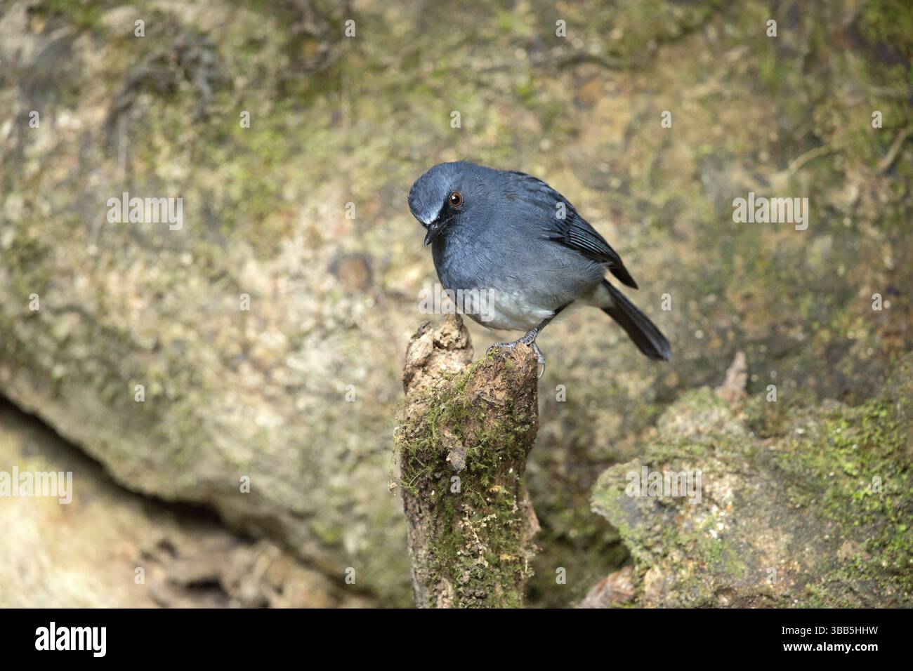 White bellied robin chats hi-res stock photography and images - Alamy