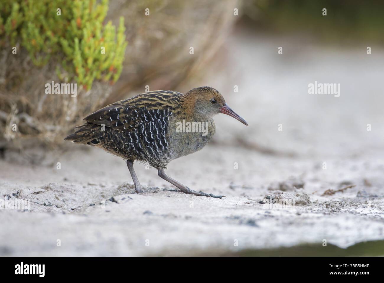 Lewin's Rail (Lewinia pectoralis) male, Victoria, Australia, Oceania ...
