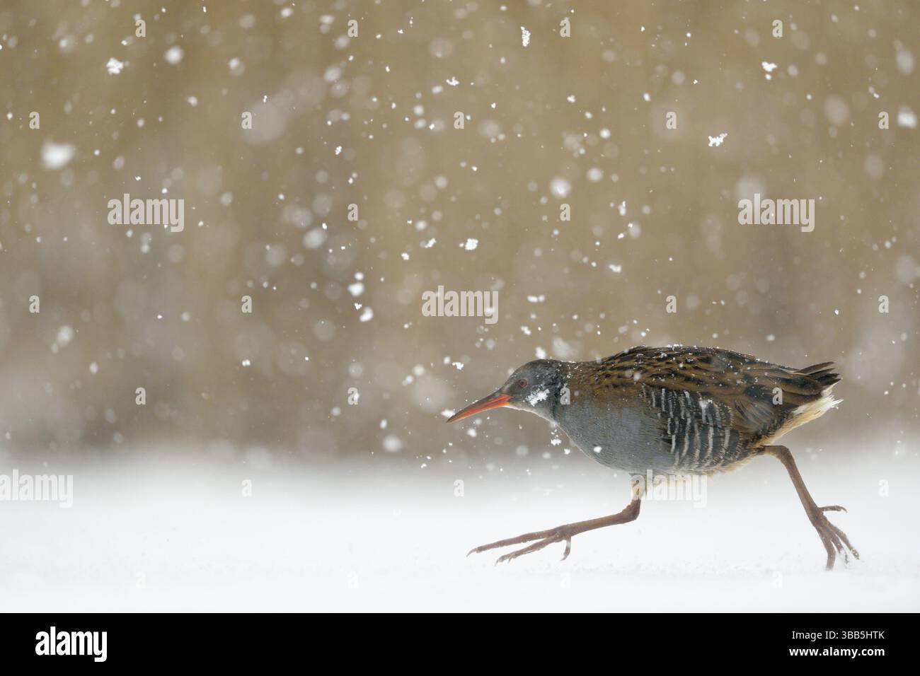 Water Rail (Rallus aquaticus) running on ice, Netherlands Stock Photo ...