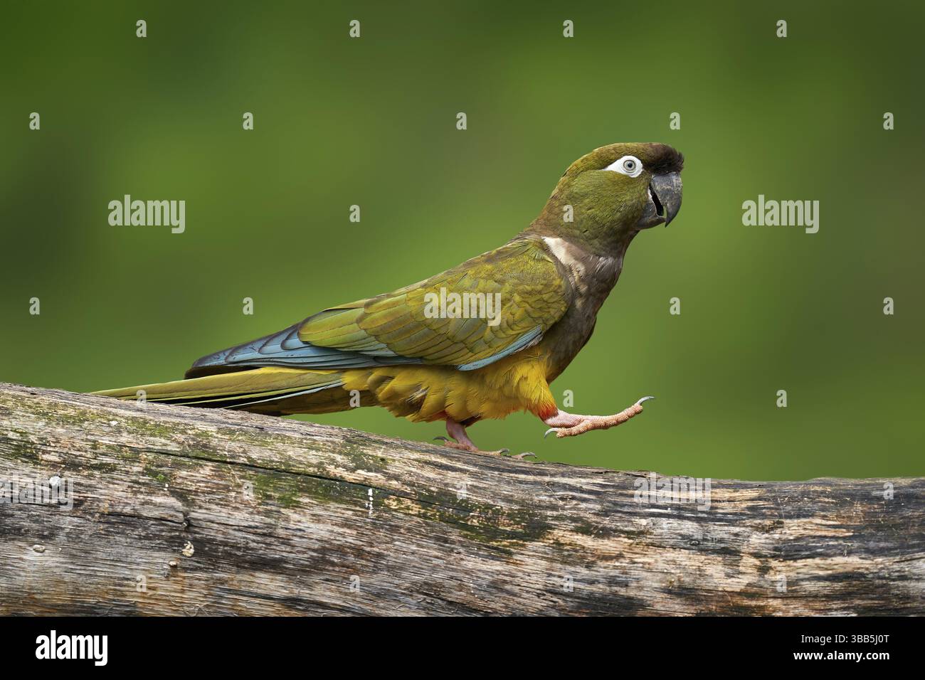 Parrot march tread walk on the free trunk. Burrowing Parakeet parrot ...