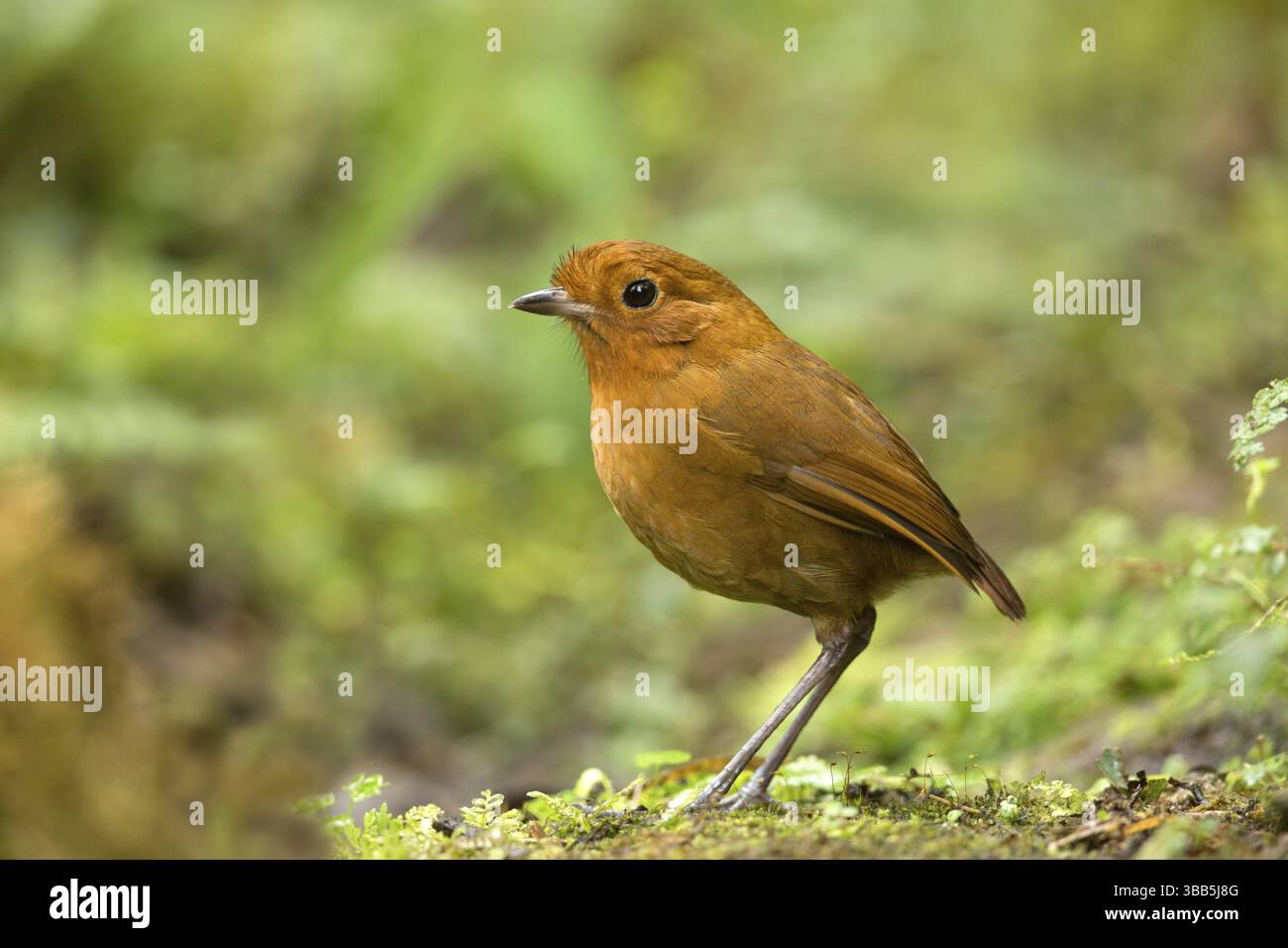 Rufous Antpitta (Grallaria rufula), Tapichalaca Reserve, Ecuador, South ...