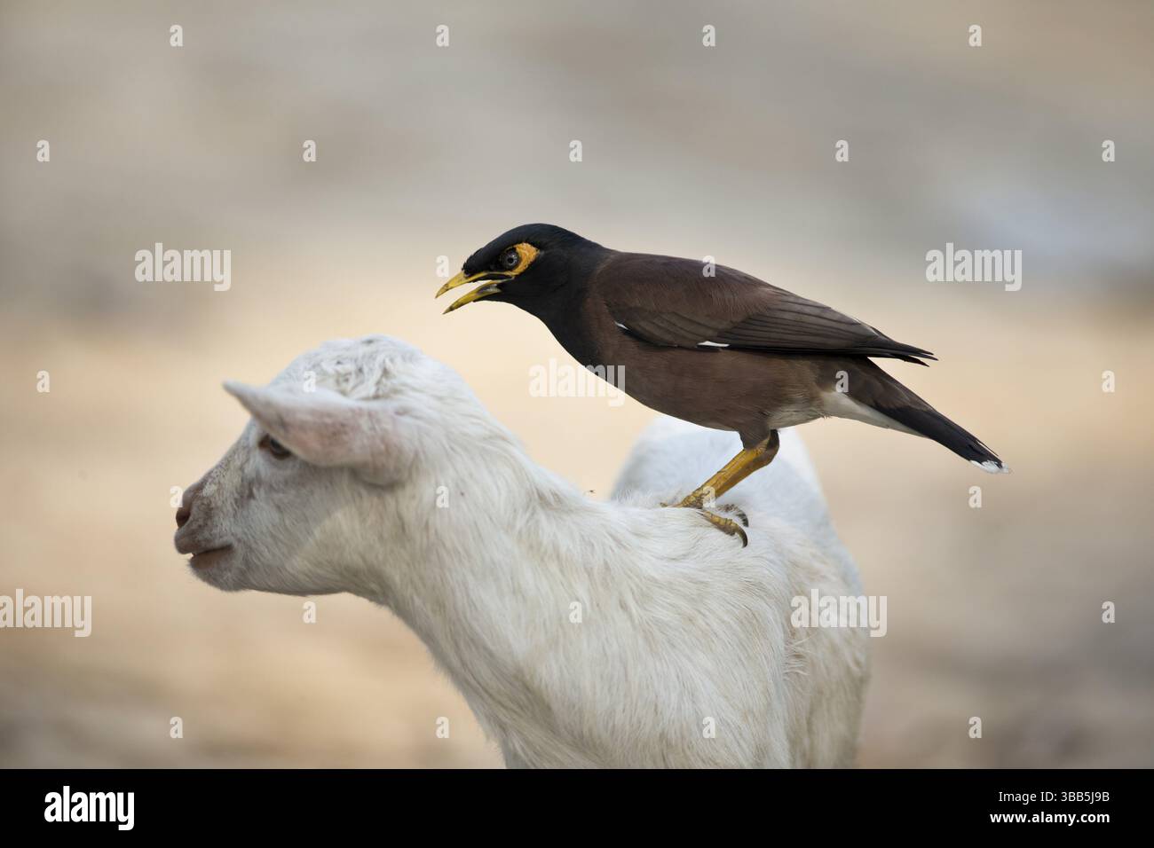 Common Myna (Acridotheres tristis) looking on a goat for ticks ...