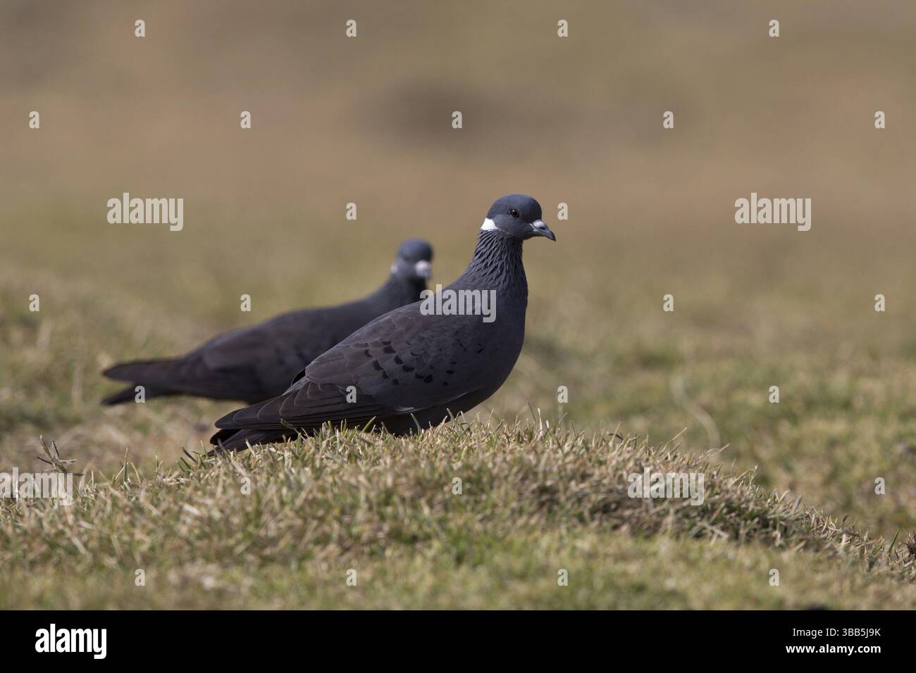 White-collared Pigeon (Columba albitorques), Bale Mountains National ...