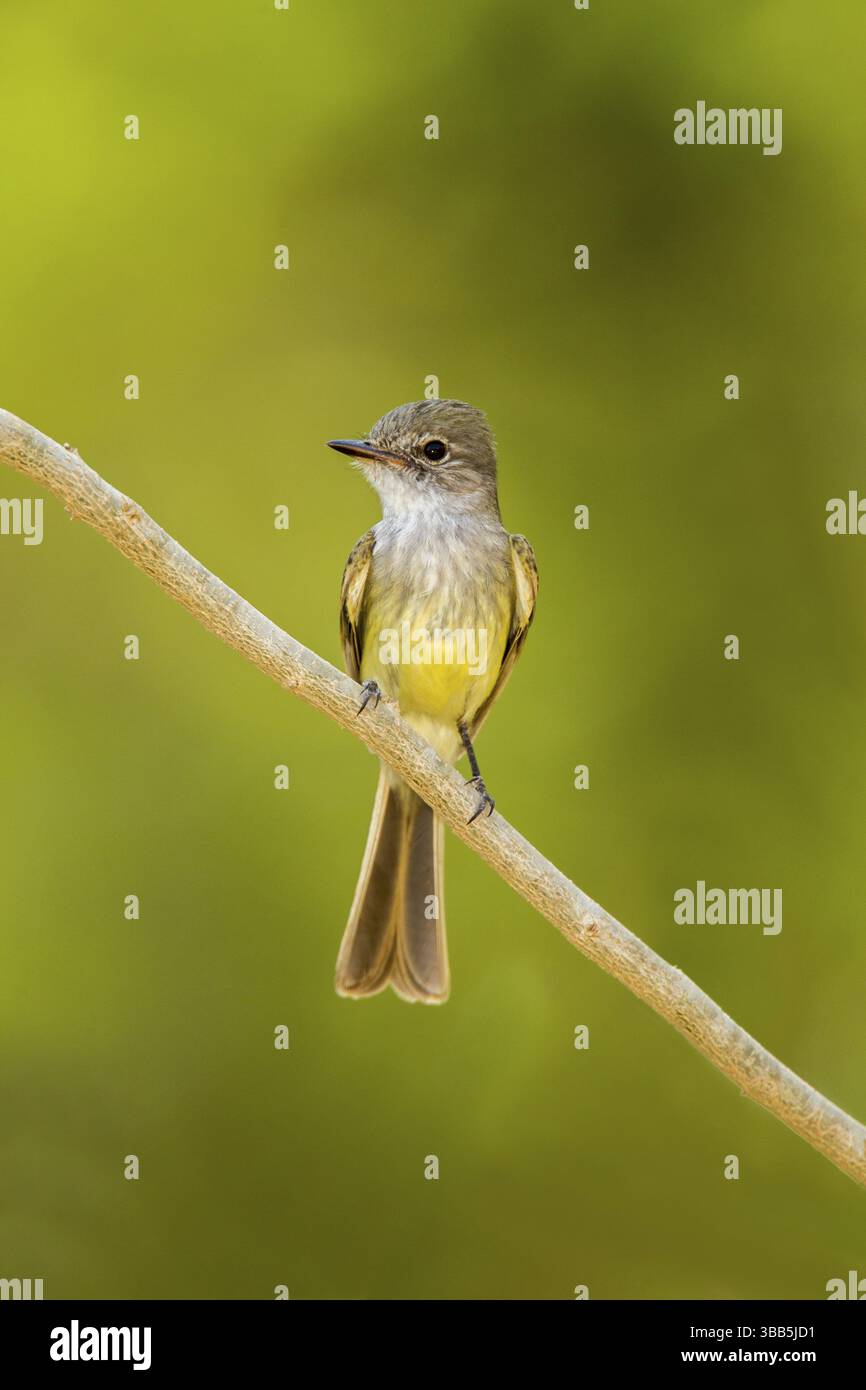 Flammulated Flycatcher Deltarhynchus flammulatus Tehualmixtle, Jalisco ...