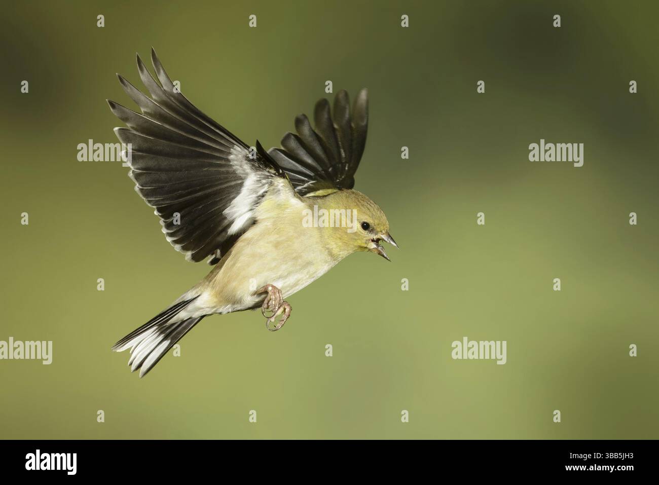 American Goldfinch (Spinus tristis) female flying, Texas, USA, North ...