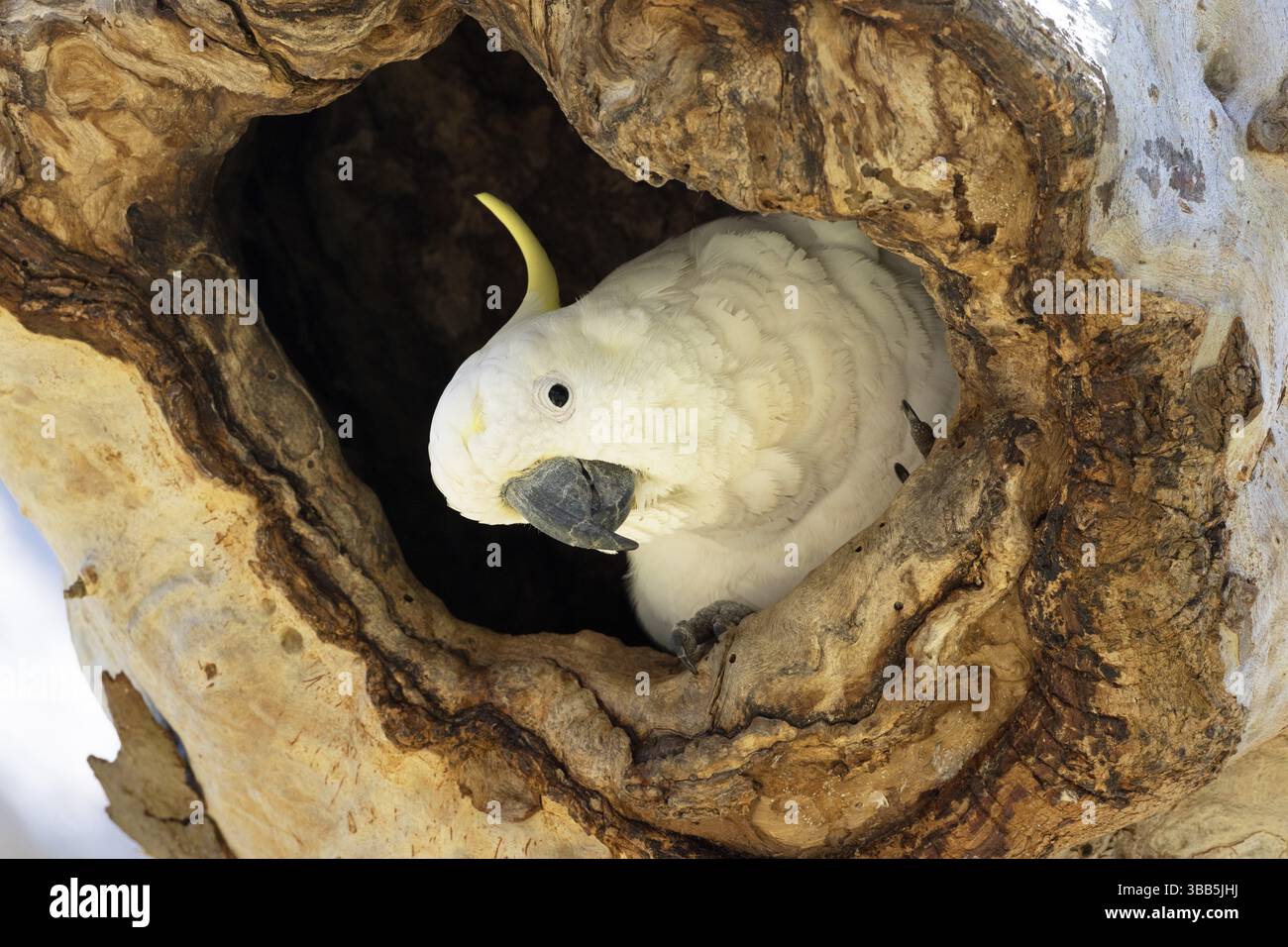 Sulphur-crested Cockatoo (Cacatua galerita) in nesting hollow, Victoria ...