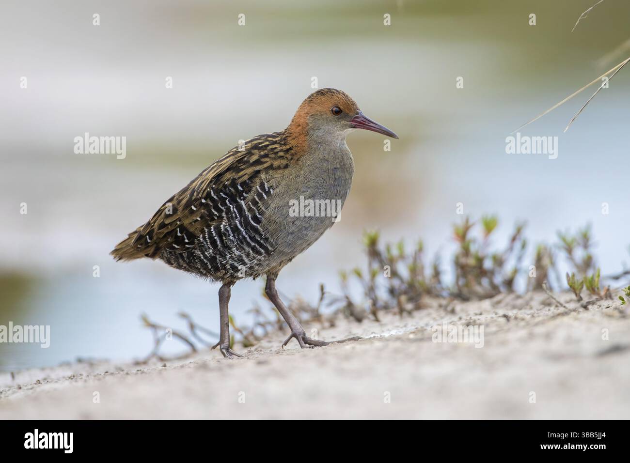 Lewin's Rail (Lewinia pectoralis) male, Victoria, Australia, Oceania ...