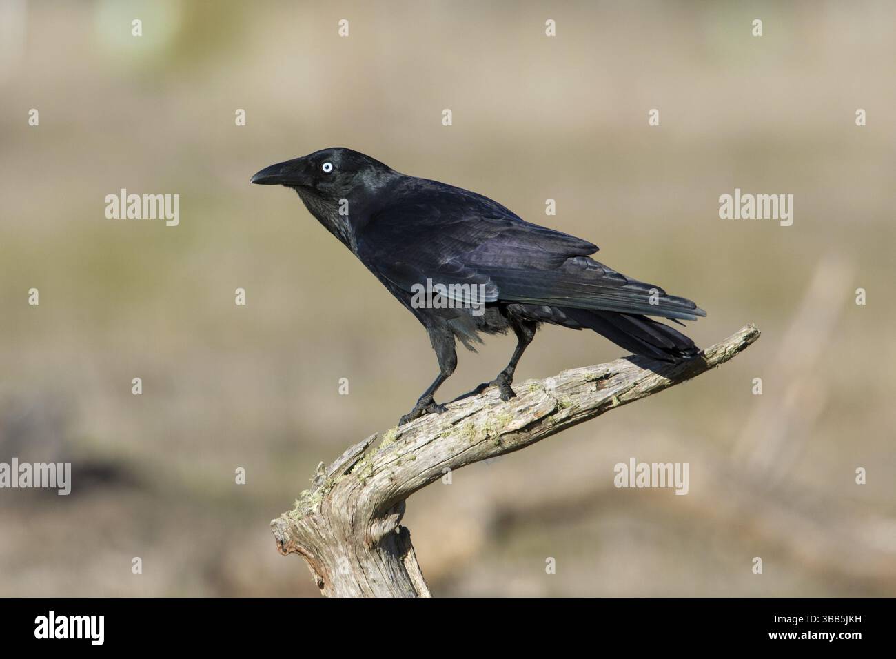 Forest Raven (Corvus tasmanicus), Victoria, Australia, Oceania Stock ...