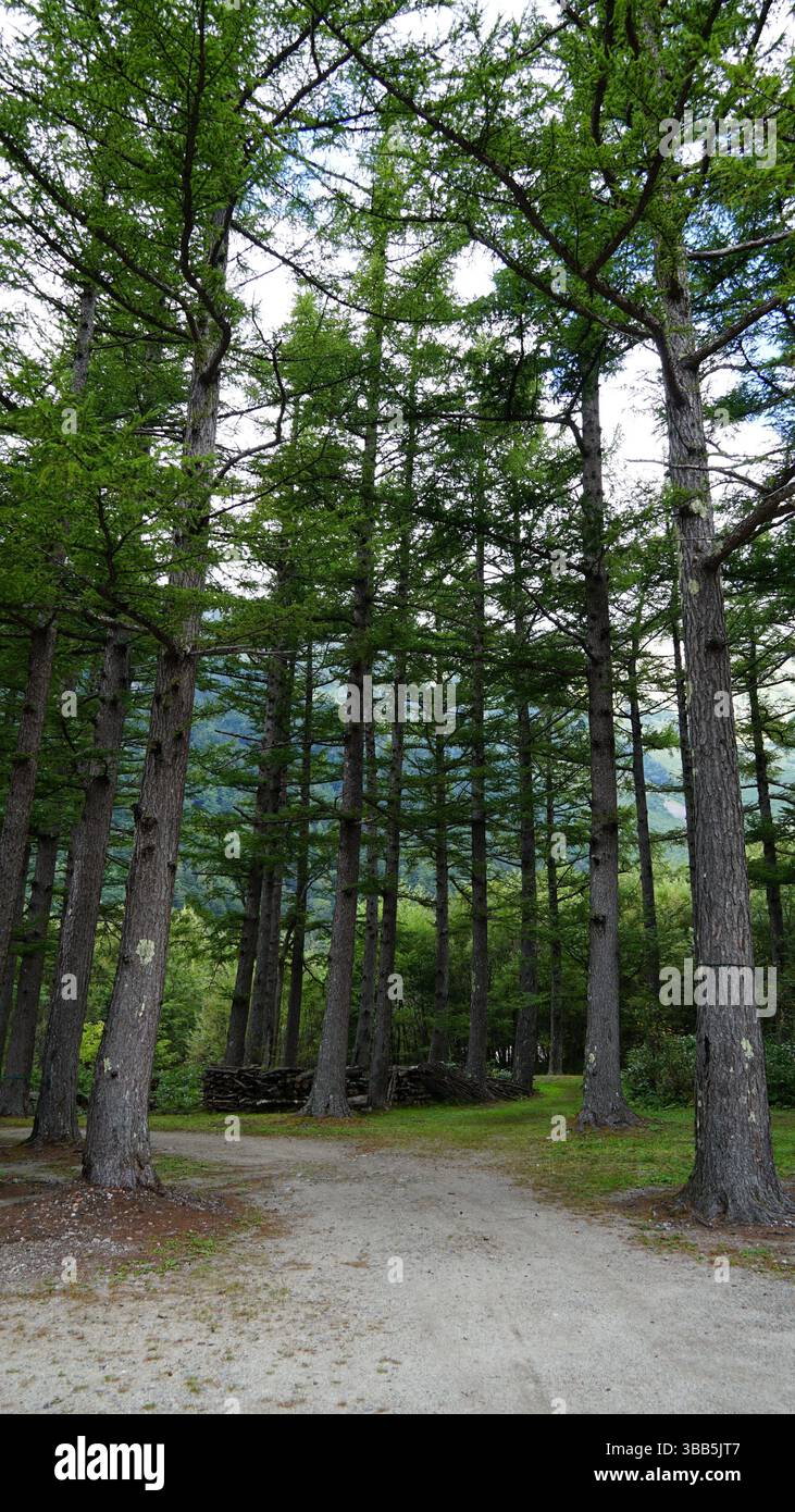 Summer Hiking Adventure on Mt. Yakedake in Kamikochi, Japan Stock Photo ...
