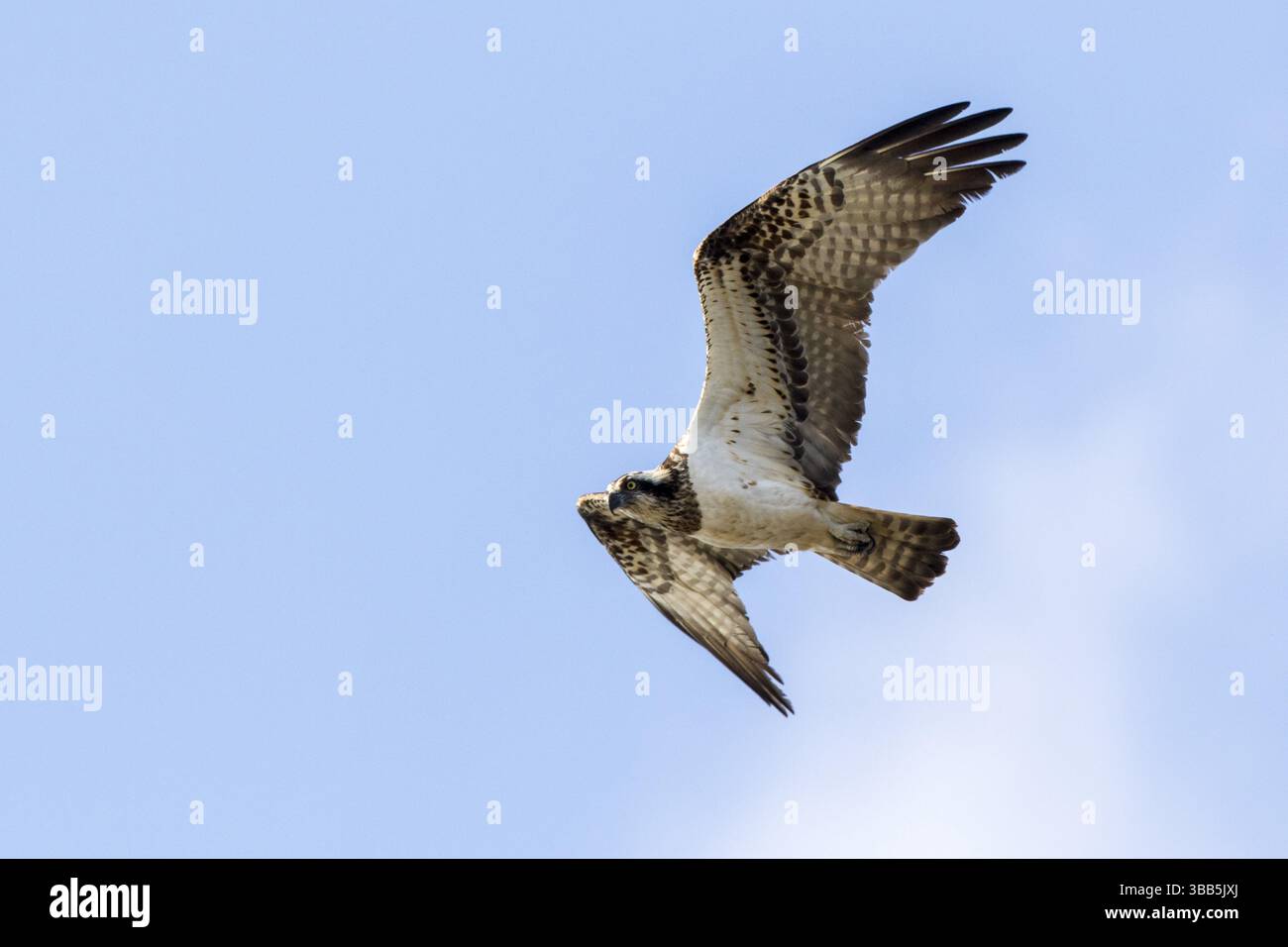 Western Osprey (Pandion haliaetus) flying, Romania, Europe Stock Photo ...