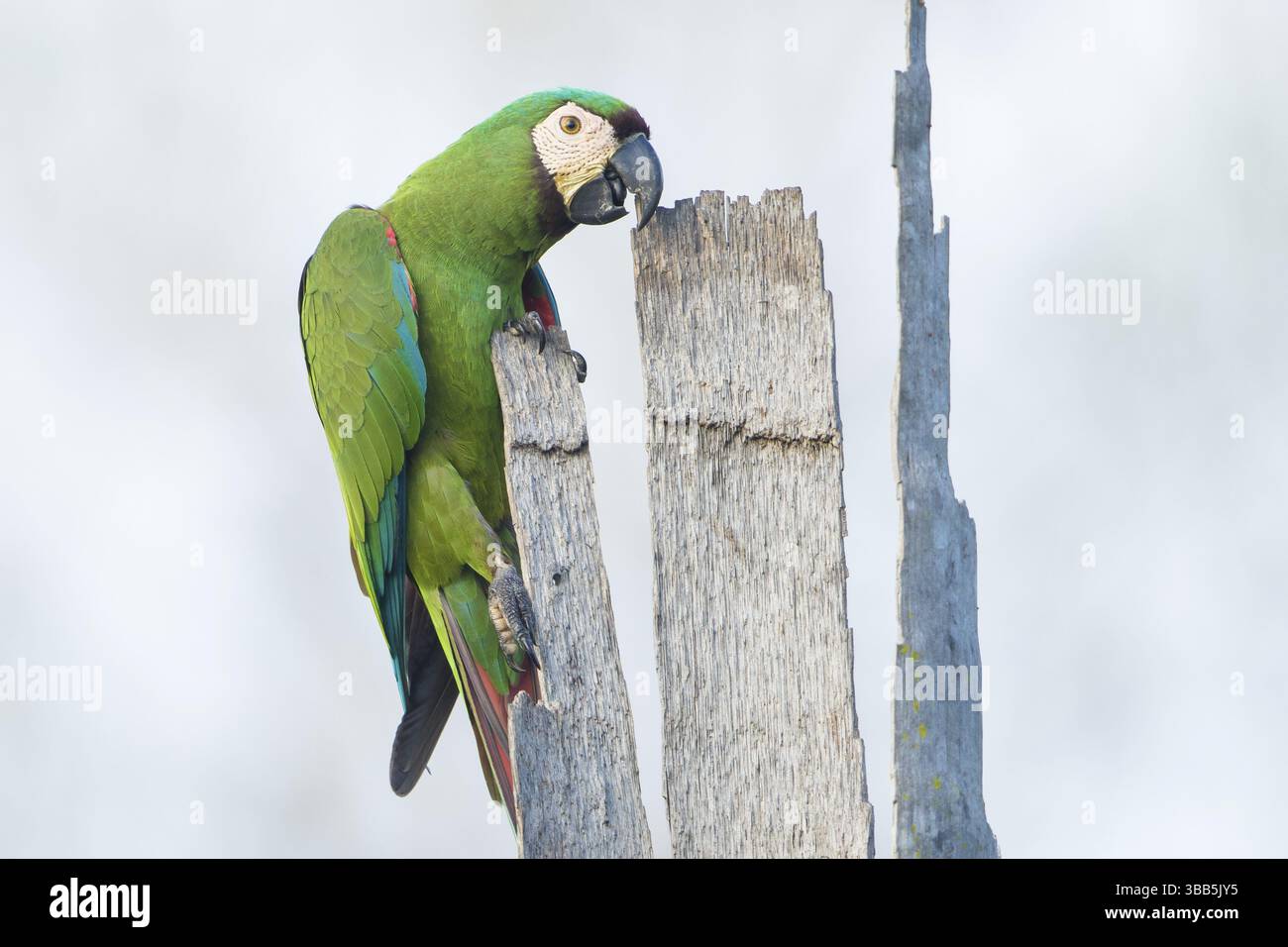 Chestnut-fronted Macaw (Ara severus), Bolivia, South America Stock ...
