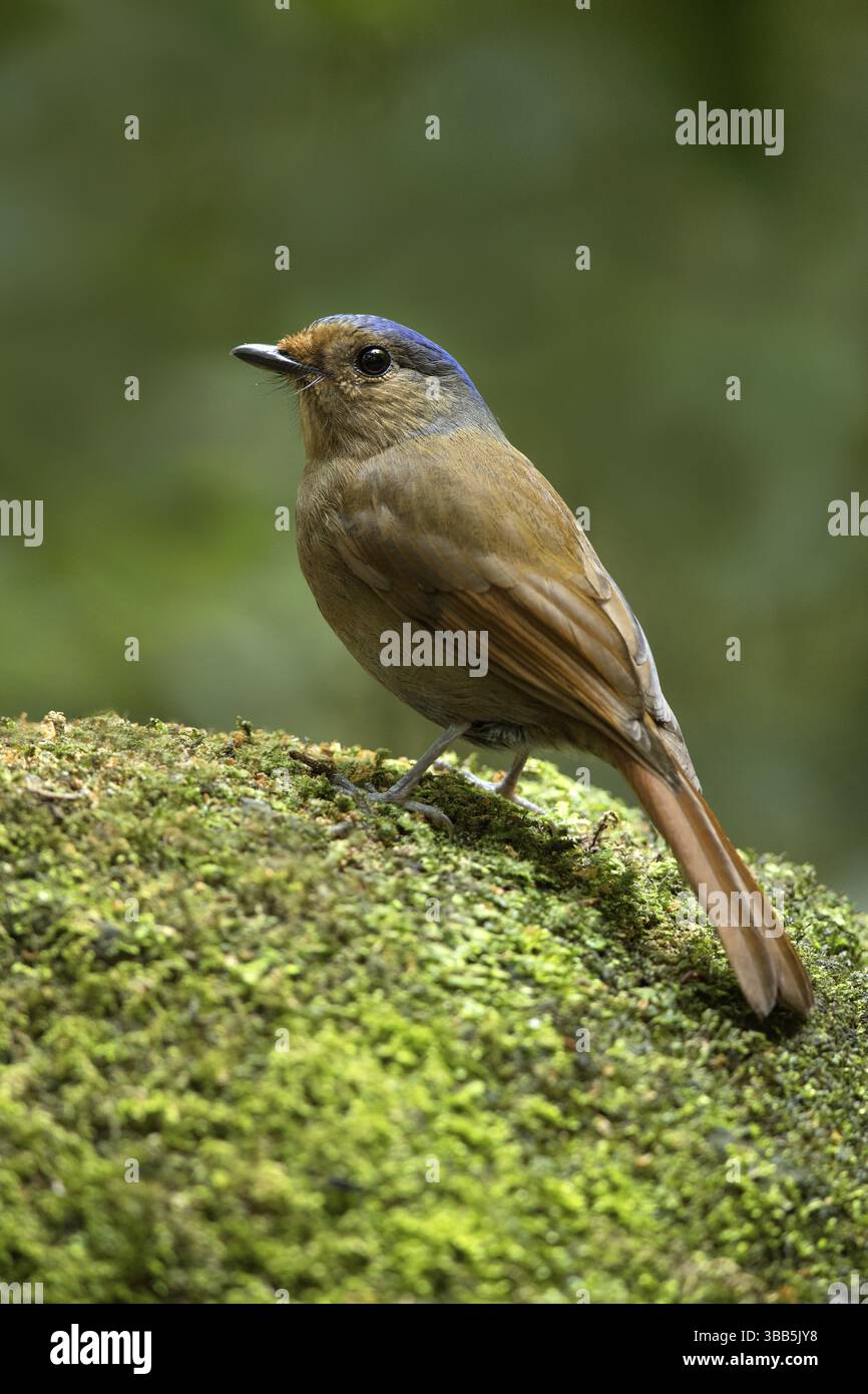 Large Niltava (Niltava grandis) female, Bidoup National Park, Vietnam, Asia Stock Photo - Alamy