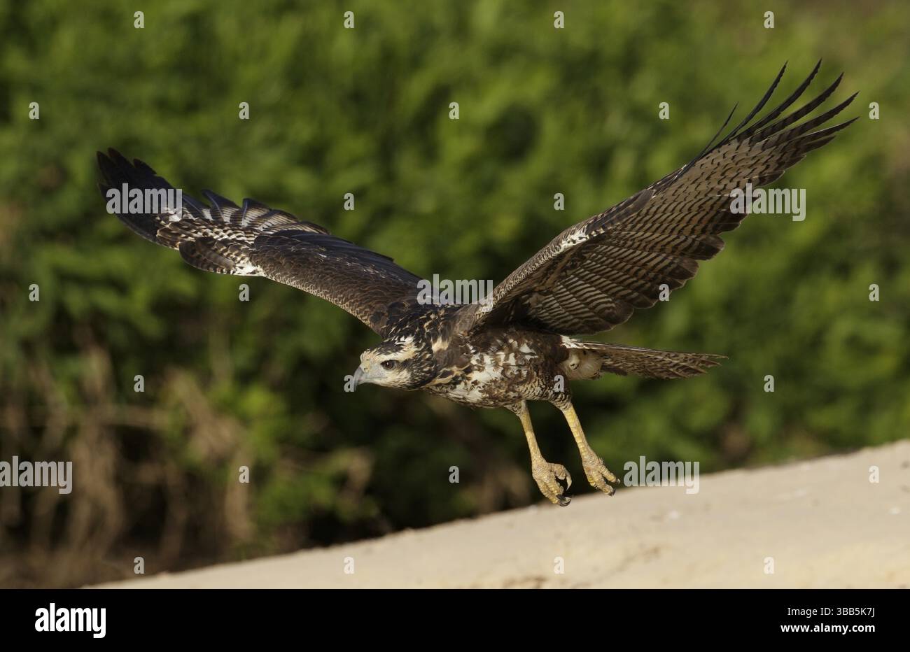 Great Black Hawk (Buteogallus urubitinga) taking flight, Mato Grosso ...