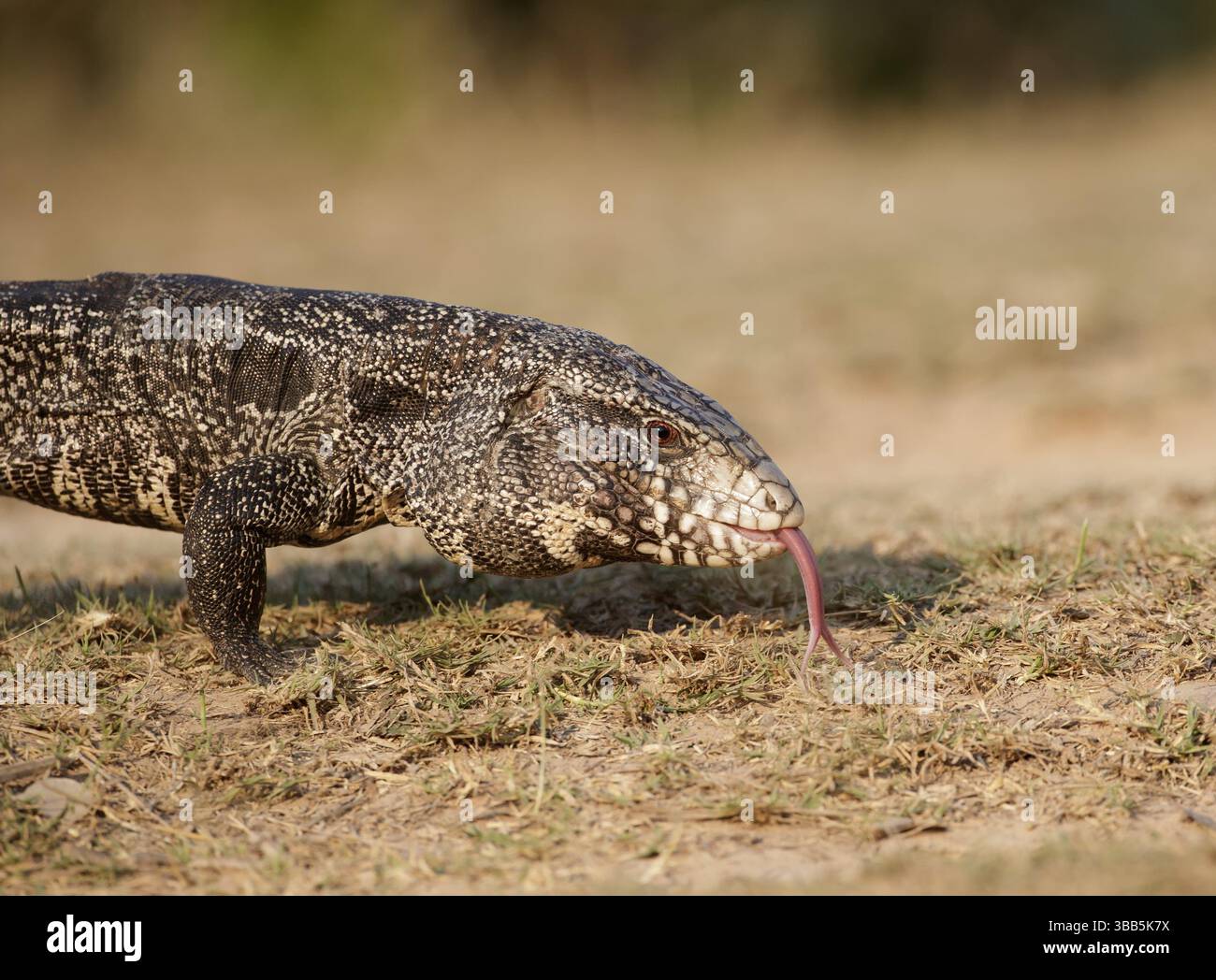 Argentine Black and White Tegu (Salvator merianae) walking and flicking ...