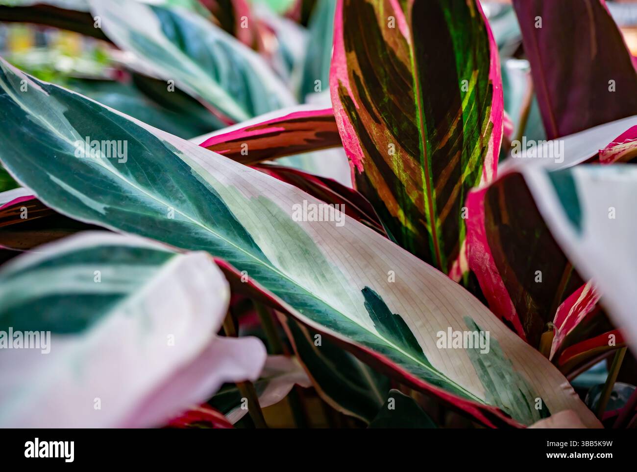 Colorful Close-Up of Stromanthe Triostar (Stromanthe Sanguinea) Foliage ...