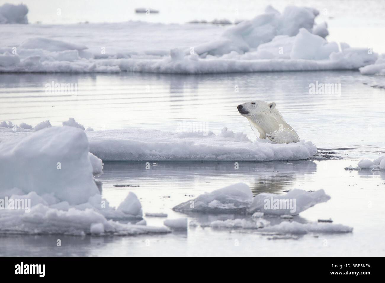 Polar Bear (Ursus maritimus) adult swimming in melting pack ice ...