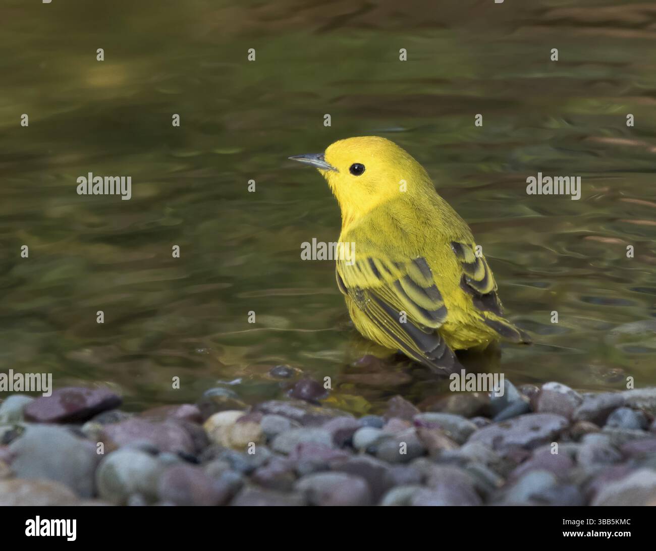 A male Yellow Warbler, Setophaga petechia, bathing in a backyard pond ...