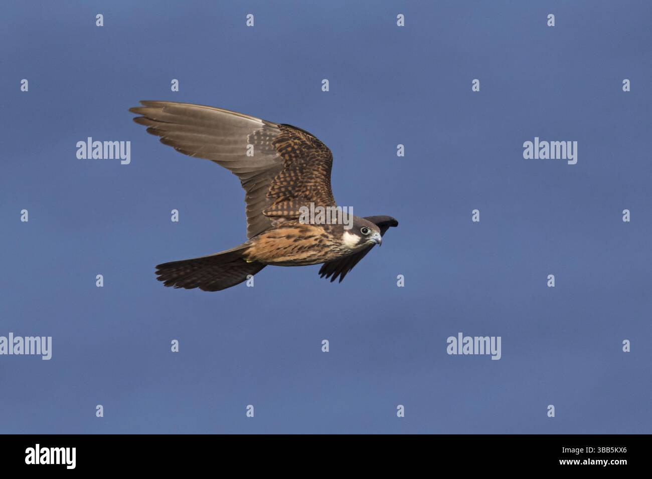 Eleonora's Falcon (Falco eleonorae) female flying, Sardinia, Italy ...