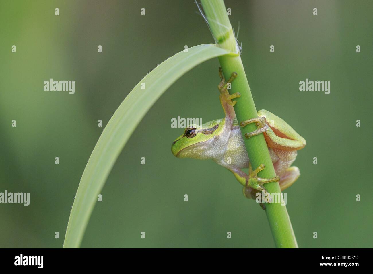 Reed frogs hi-res stock photography and images - Alamy