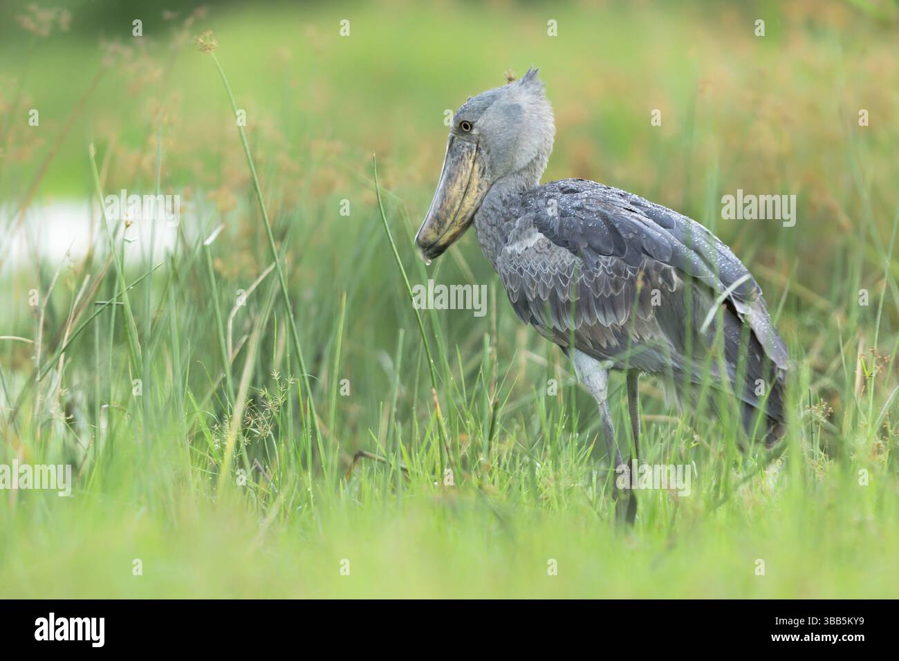 Shoebill (Balaeniceps rex), Murchinson Falls National Park, Uganda ...