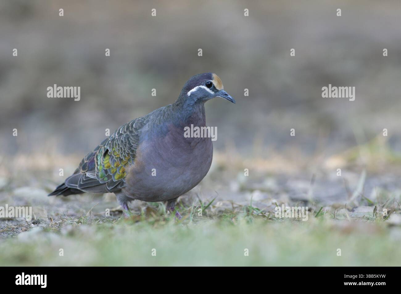 Common Bronzewing (Phaps chalcoptera) perched on the ground, Victoria ...