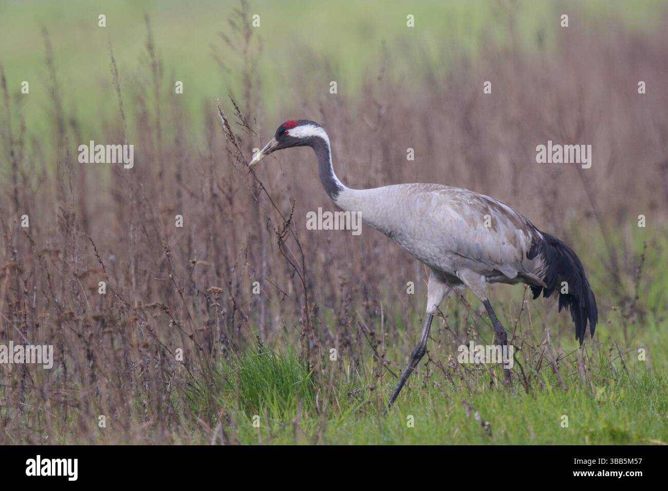 Eurasian crane poland hi-res stock photography and images - Alamy